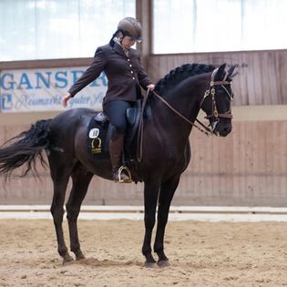 Working Equitation - Reiten-Fühlen-Verstehen
